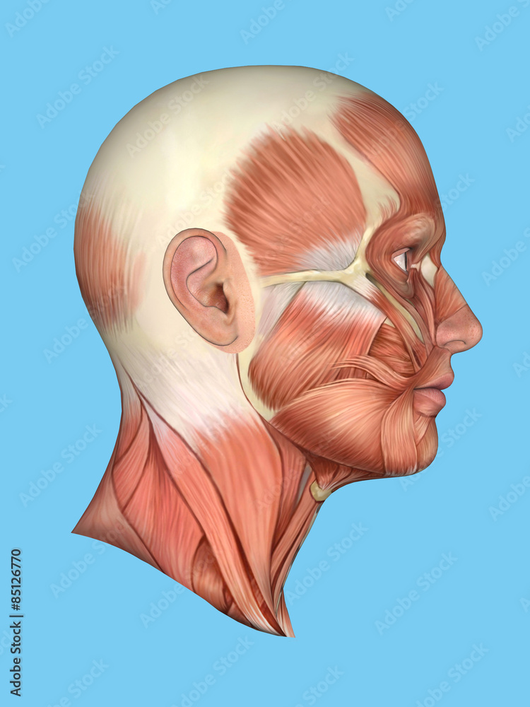 Anatomy side view of major face muscles of a man Stock Photo | Adobe Stock