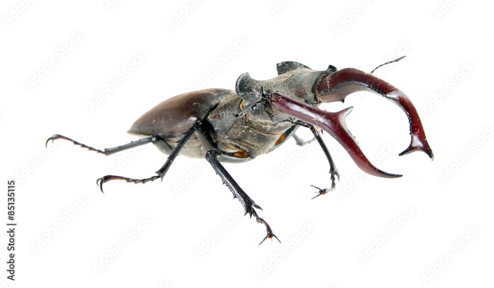 stag beetle / male stag beetle isolated on white background Stock Photo ...
