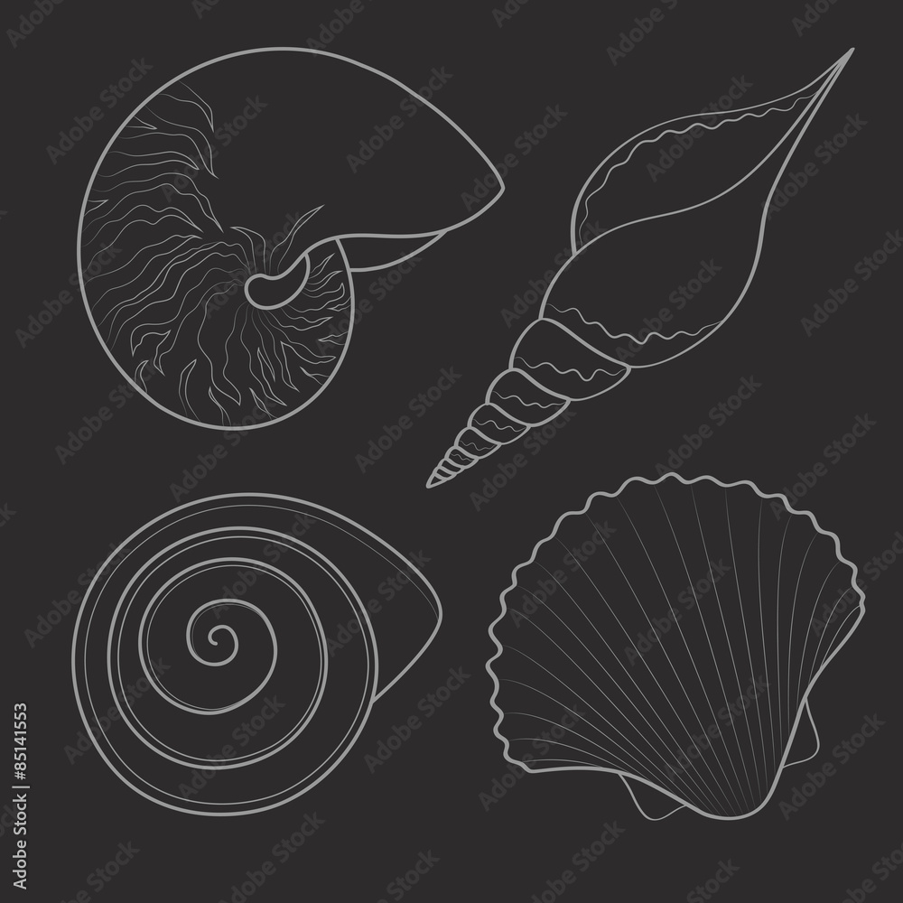 Set of black and white graphic sea shells. Isolated objects. Vector ...