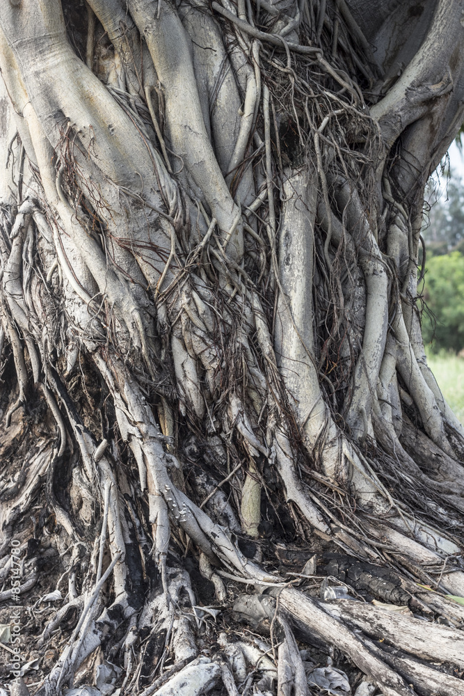 Bodhi tree / The image of trunk and bark of Bodhi tree, Stock Photo ...