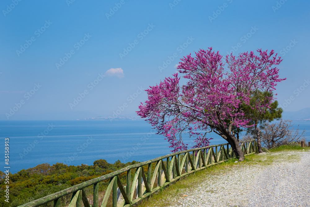 Judas Tree (Circus siliquastrium), Dilek National Park near Kusadasi ...