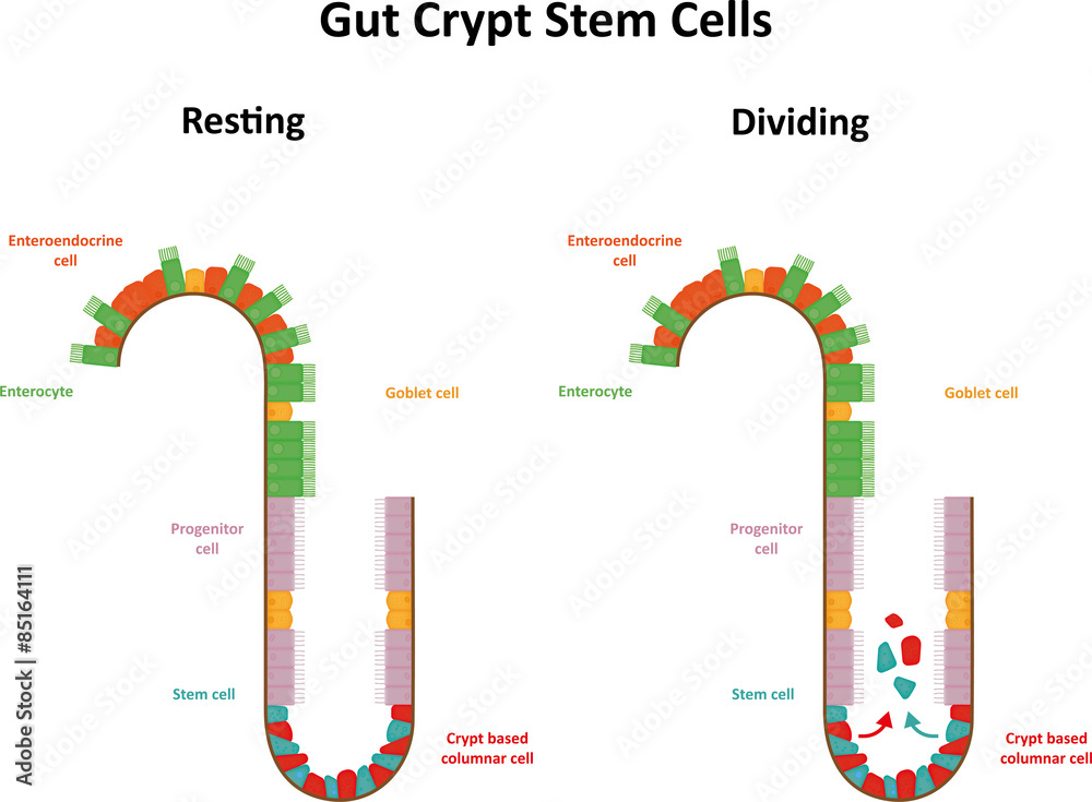 Gut Crypt Stem Cells Diagram Stock Vector | Adobe Stock