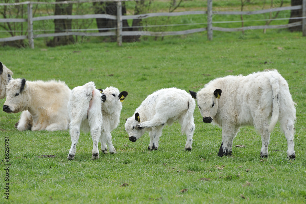 White Galloway-Rind Stock-Foto | Adobe Stock