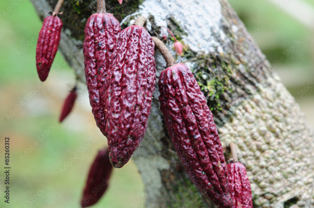 Small cocoa beans Stock Photo | Adobe Stock