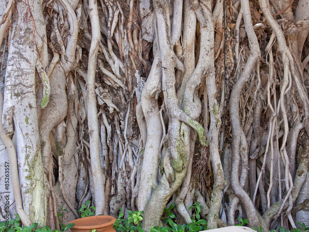 Banyan Tree (Ficus benghalensis) at a roadside in Rajasthan. The tree ...