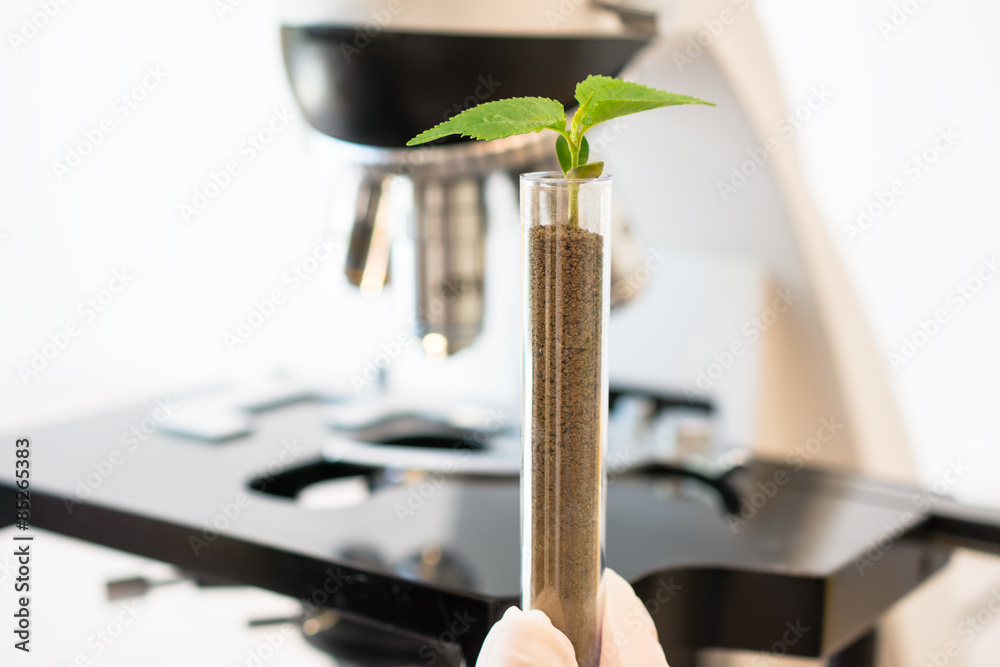 Genetically modified seedling, growing in a laboratory tube, on ...