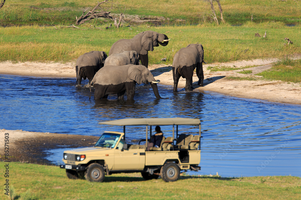 Safari Stock Photo | Adobe Stock