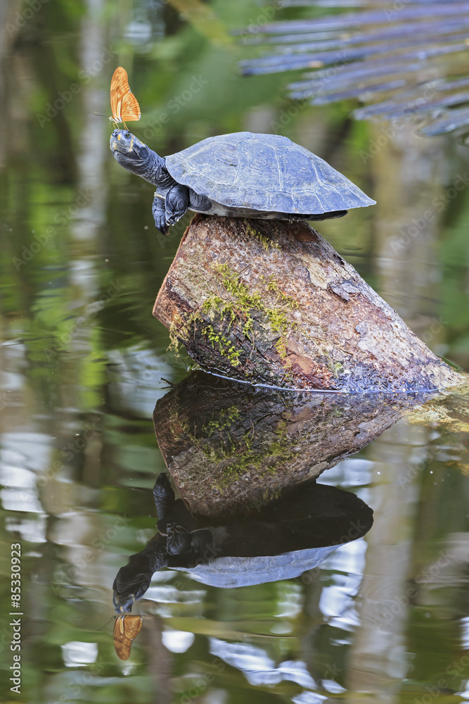 Ecuador, Amazonas River Region, Julia butterfly on nose of Yellow ...