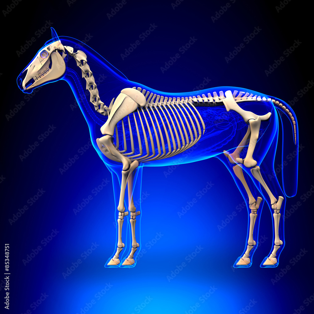 Horse Skeleton - Horse Equus Anatomy - on blue background Stock ...