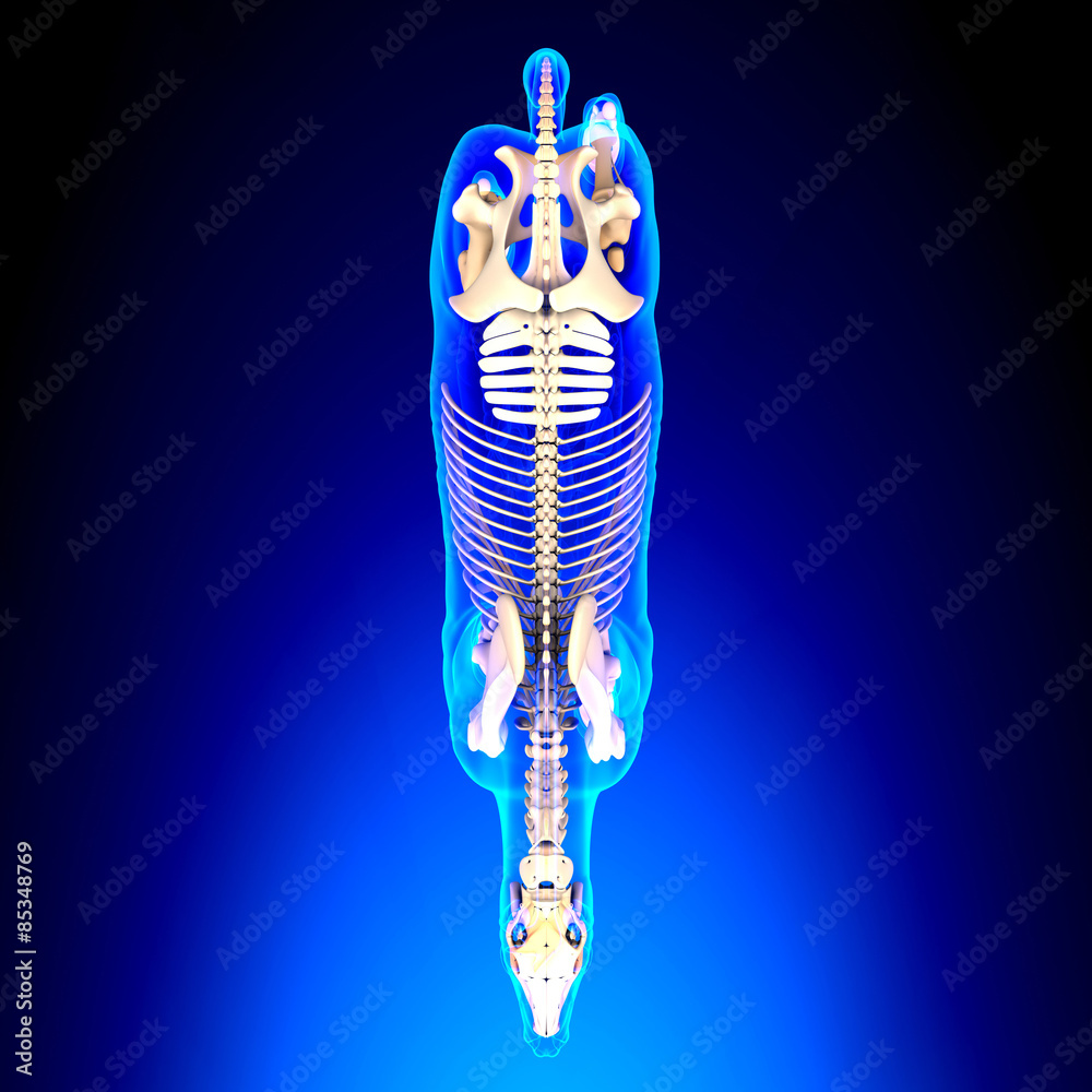 Horse Skeleton Top View - Horse Equus Anatomy Stock Illustration ...
