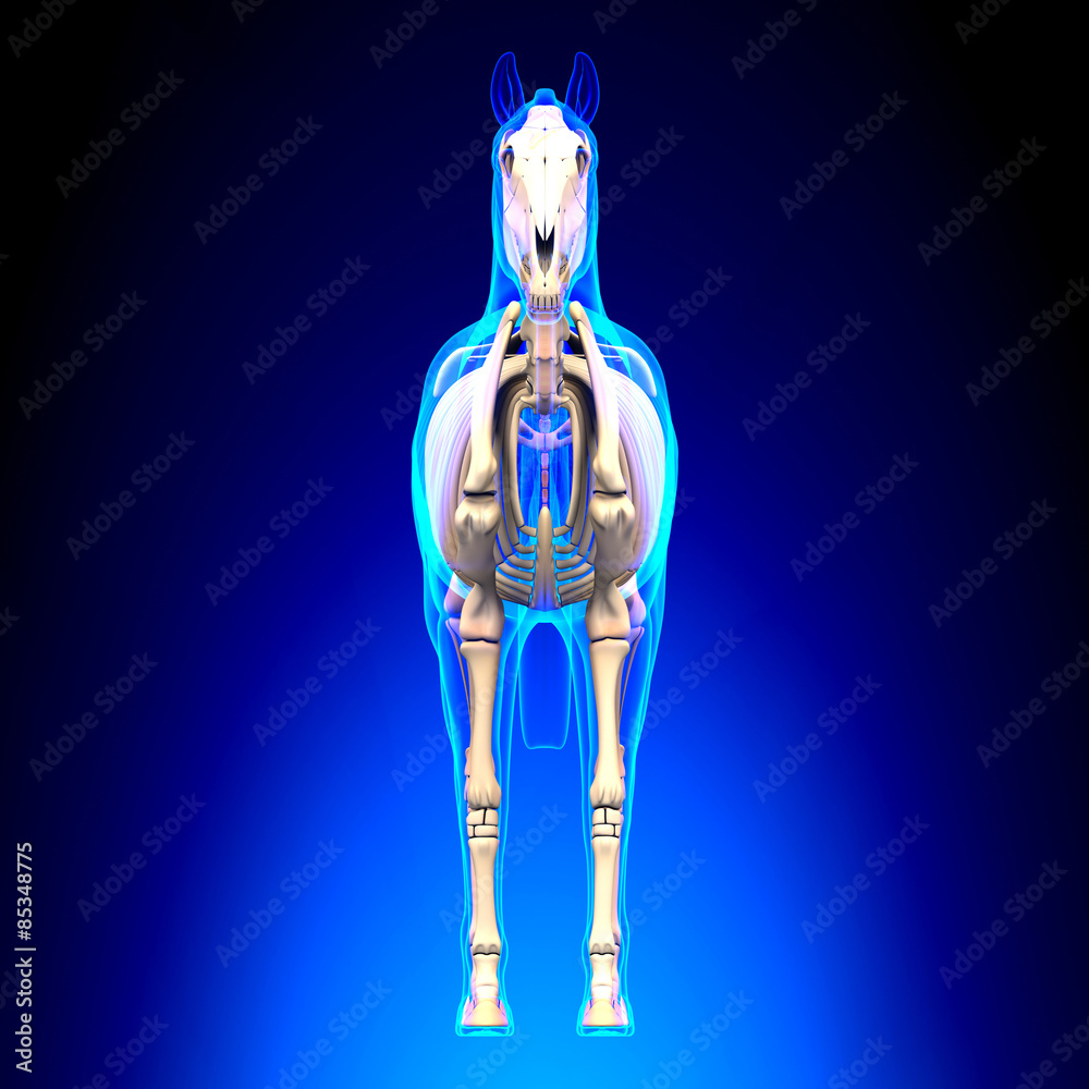Horse Skeleton Front View - Horse Equus Anatomy Stock Illustration ...
