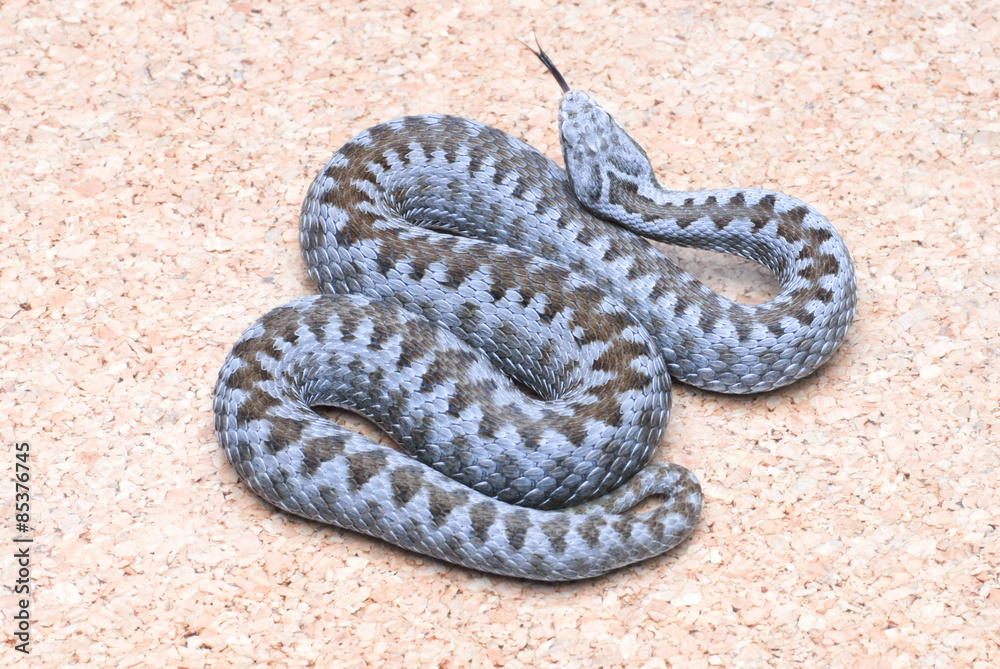 serpent Stock Photo | Adobe Stock