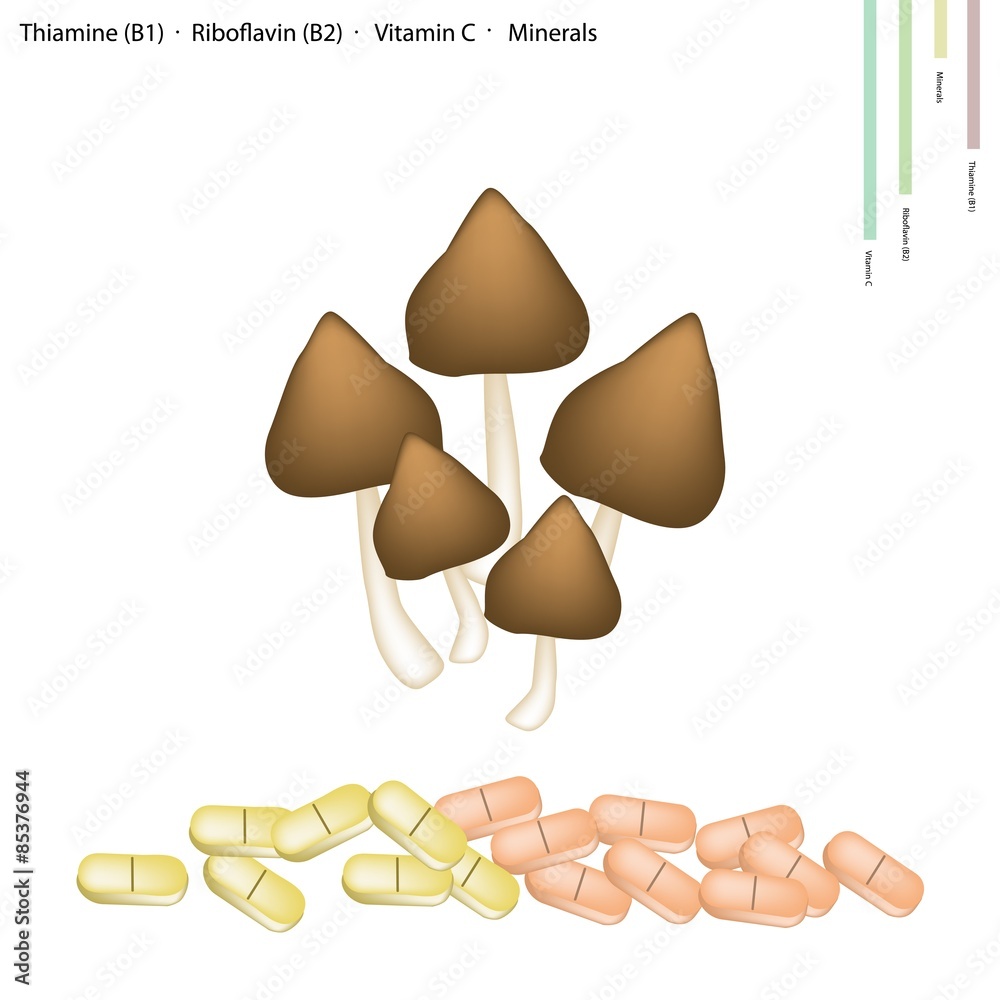Termite Mushroom with Vitamin B1 and B2 Stock Vector | Adobe Stock