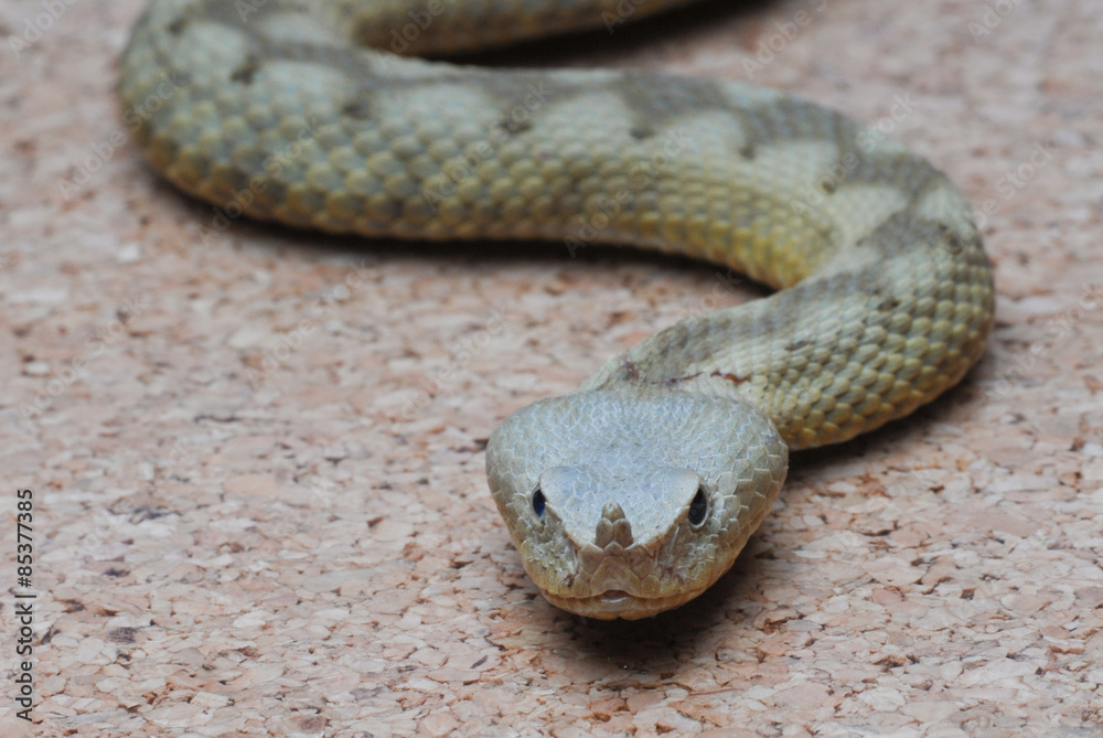 VIPERE Stock Photo | Adobe Stock