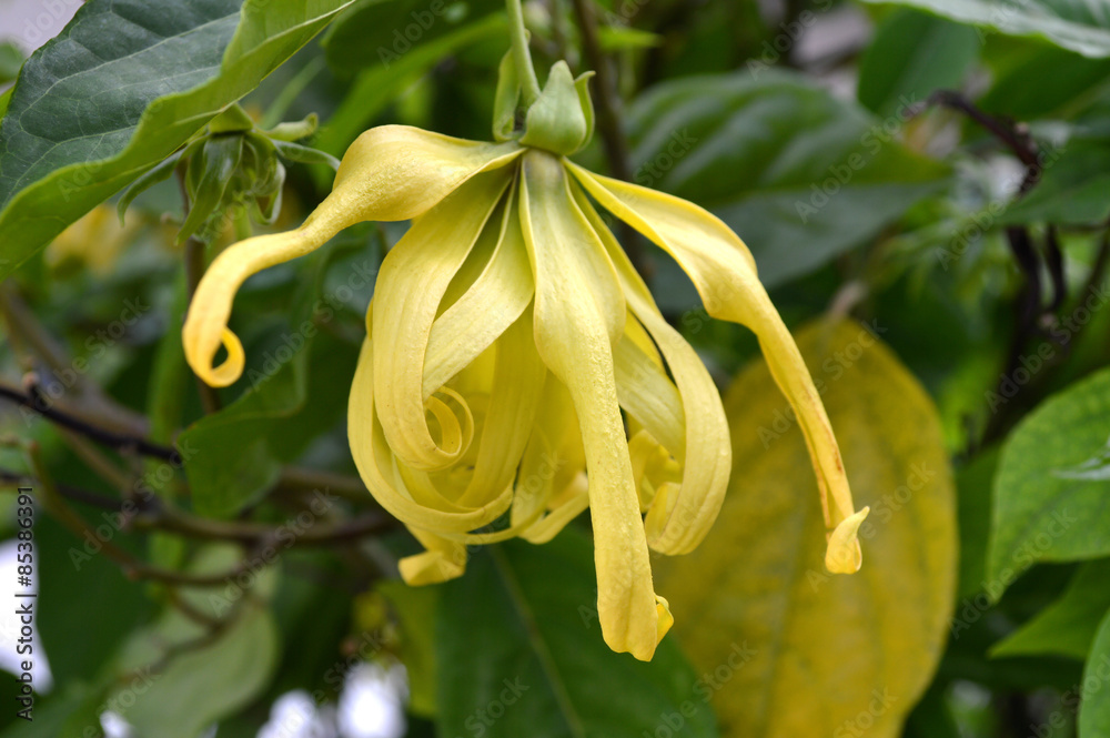 Cananga Odorata Flower