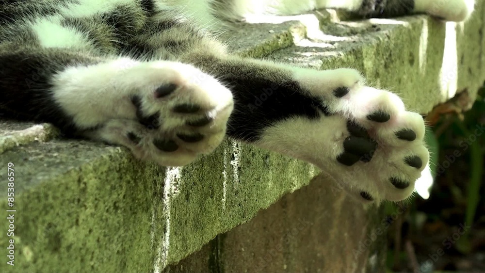 Polydactyl cat in Hemingway House (six toes on each paw). Key West ...