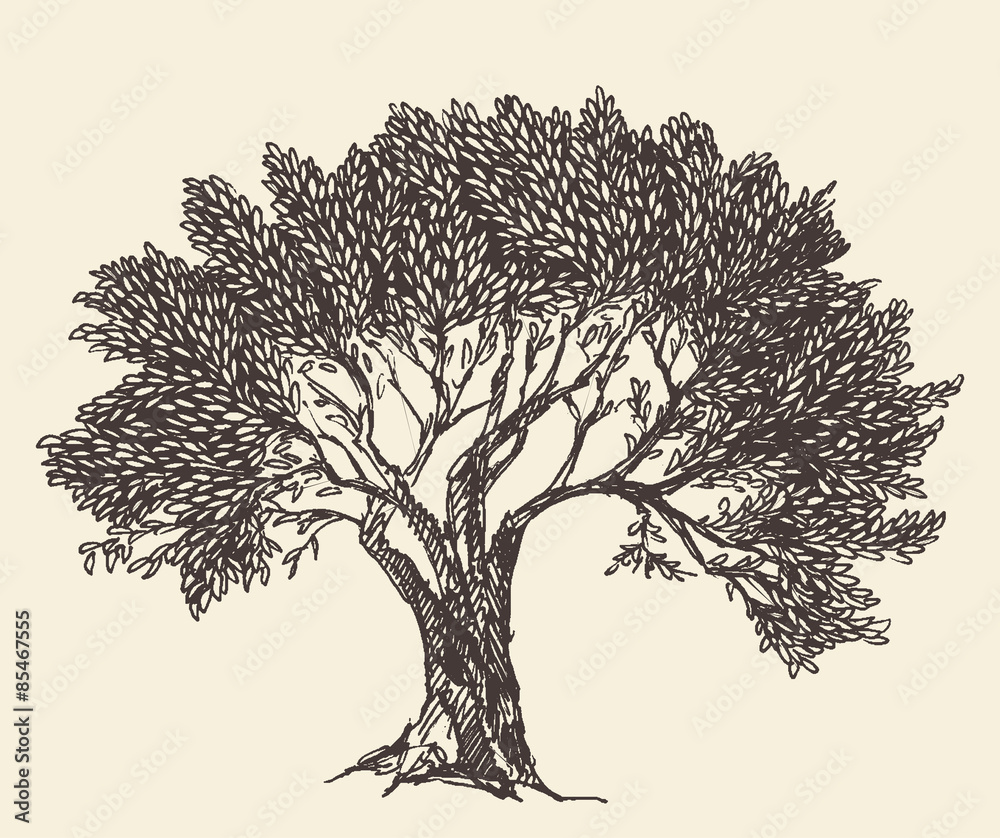 Vintage olive tree engraved background Hand drawn illustration vector ...