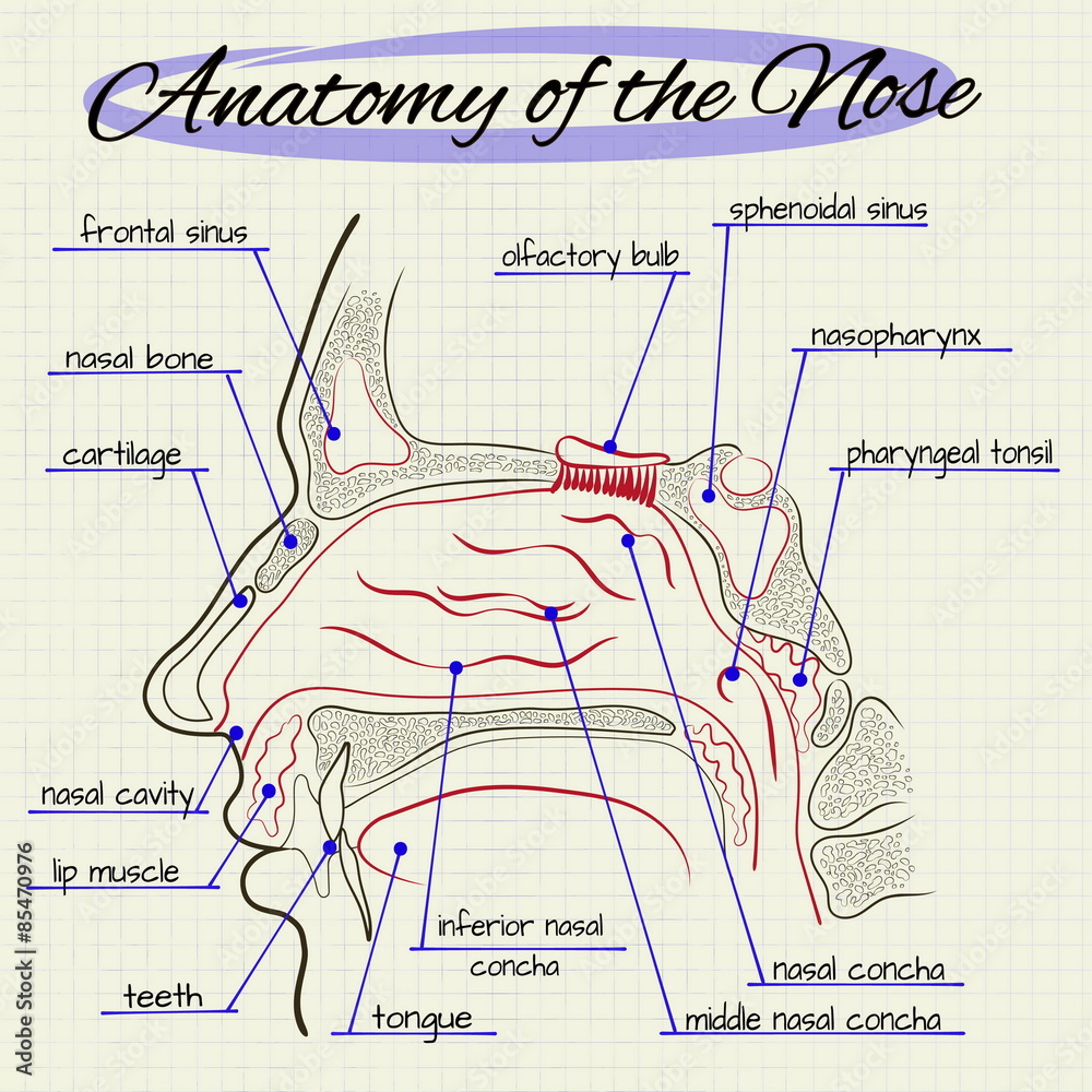 Struktur der menschlichen Nase Stock Vector | Adobe Stock