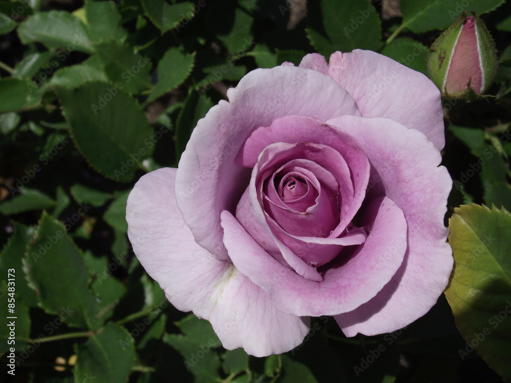 Purple rose Stock Photo | Adobe Stock