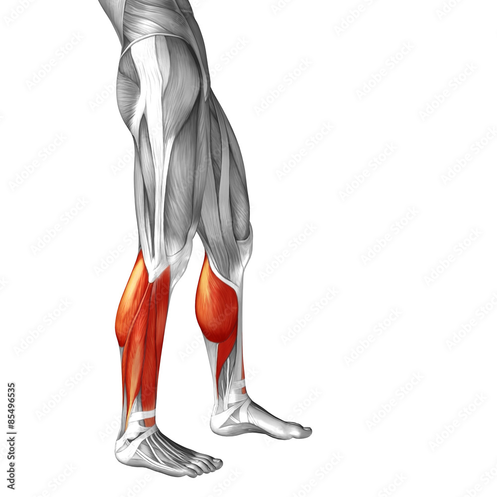 Conceptual 3D human front lower leg muscle anatomy Stock Illustration ...