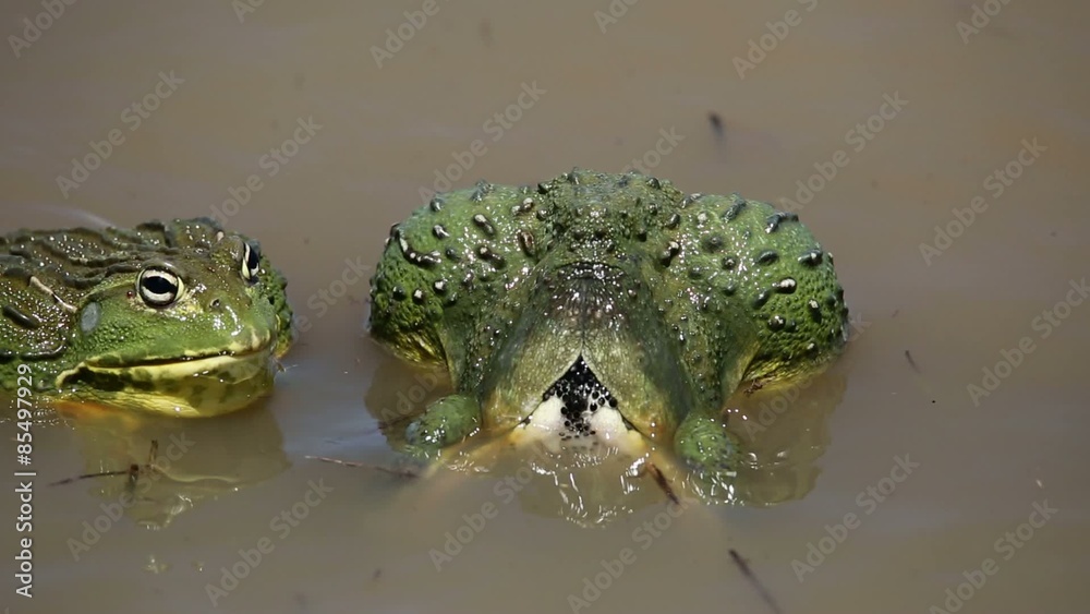 A pair of African giant bullfrogs mating and laying eggs in shallow ...
