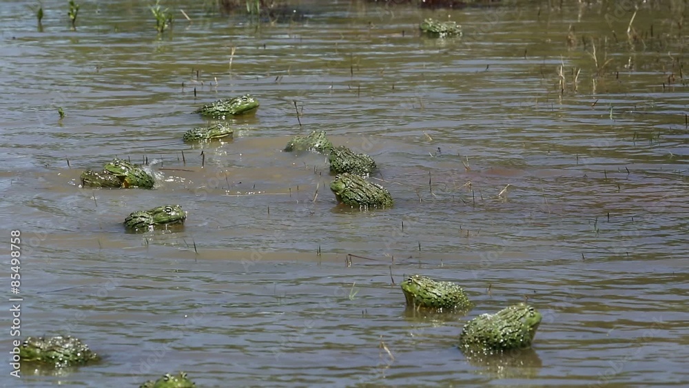 African giant bullfrogs (Pyxicephalus adspersus) mating and fighting in ...