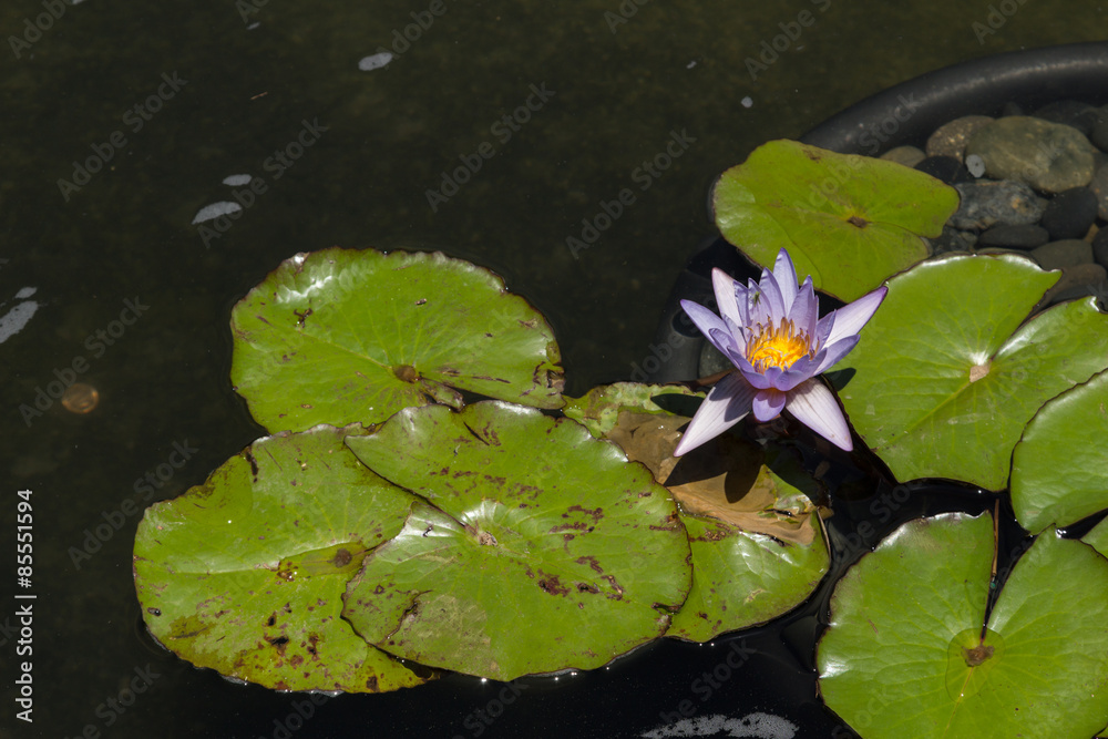 Blue star water lily, Nymphaea nochali, floats in a pond with its lily ...