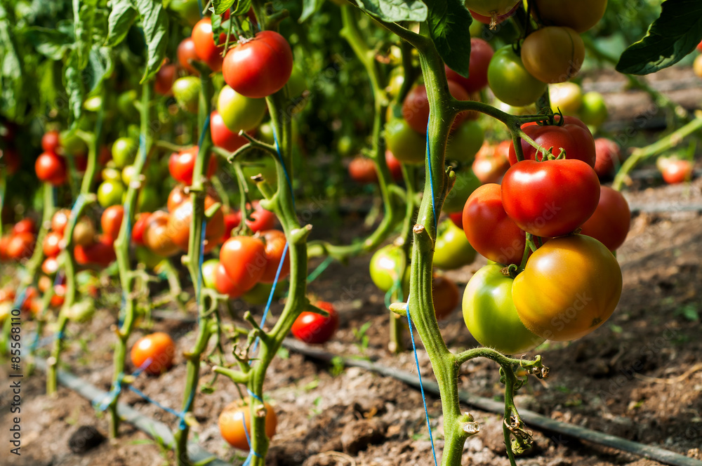 Poster Tomato plants growing inside a greenhouse – Wall Art | UkPosters