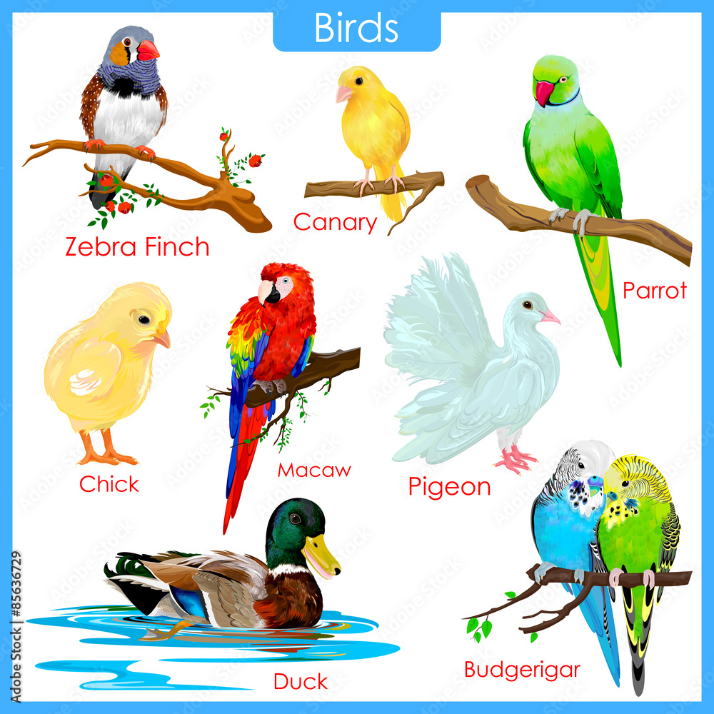 Birds Chart