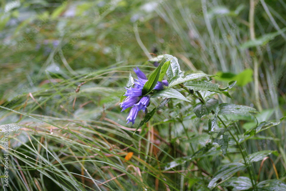 Polny kwiat, polne kwiaty - kwiatek, kwiatki Stock Photo | Adobe Stock