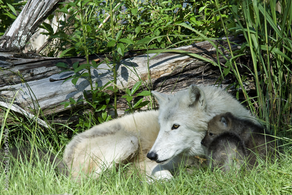 Arctic Wolf Pups And Mom