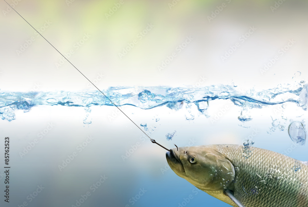 Caught and hooked fish on fishing hook under water Stock Photo | Adobe ...