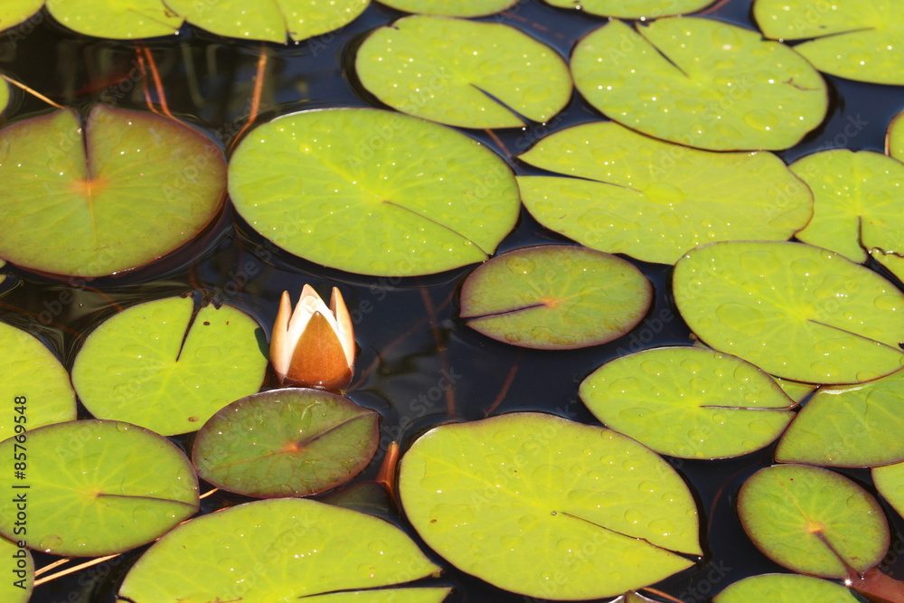 Dwarf White Waterlily flower in Innsbruck, Austria. Its scientific name ...