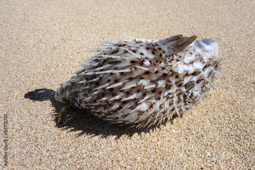 Hawaiian Spotted Pufferfish aka toad fish washed up on a beach Stock ...