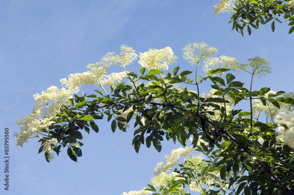Weisser, Holunder; Haschberg; Holunderbeere; Sambucus, nigra; He Stock ...