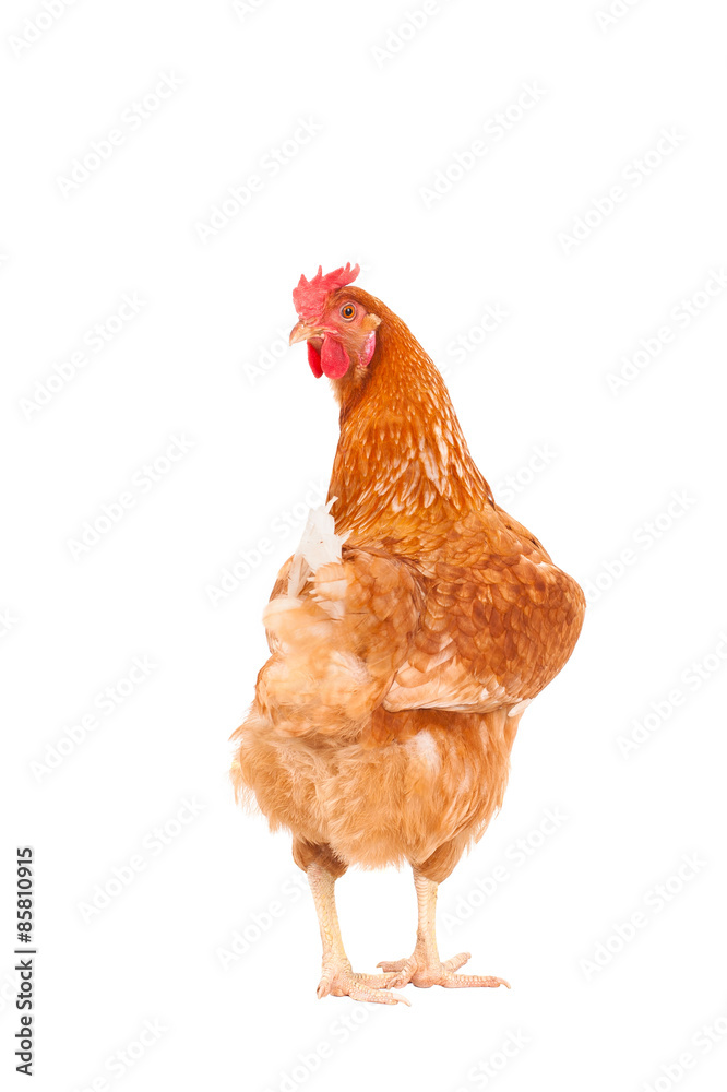 full body of brown chicken hen standing isolated white backgroun Stock ...
