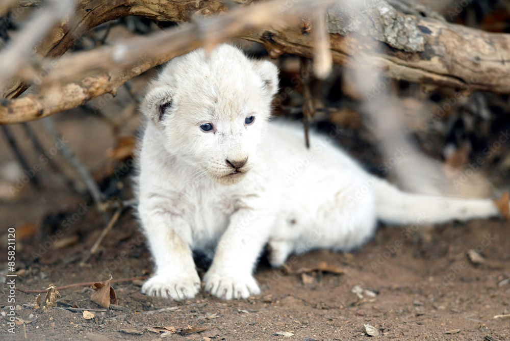 witte leeuw, Lions white, Stock Photo | Adobe Stock