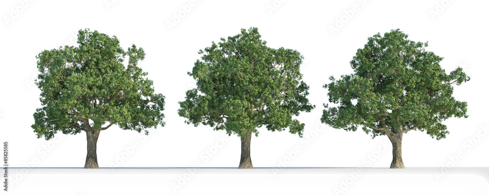 Quercus tree 3D isolated Stock Illustration | Adobe Stock