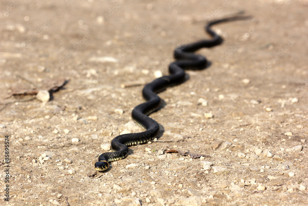 Crawling Animals Snake