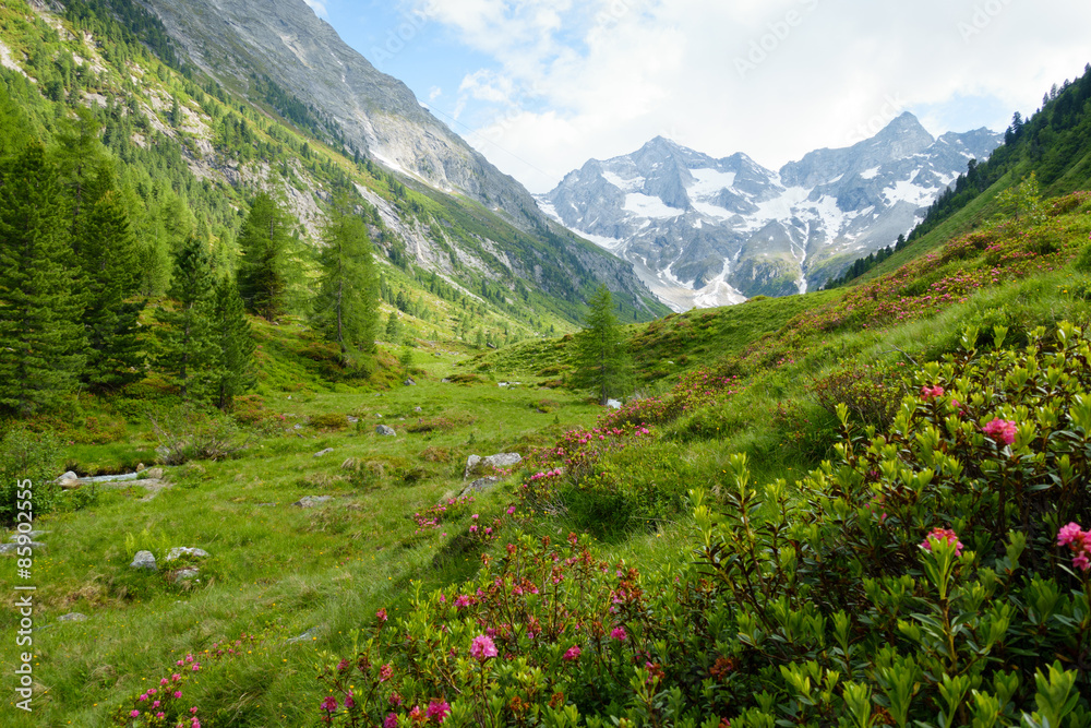Alm Landschaft in Österreich Stock-Foto | Adobe Stock