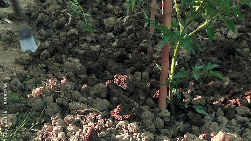 use of the hoe around tomatoes Stock Video | Adobe Stock