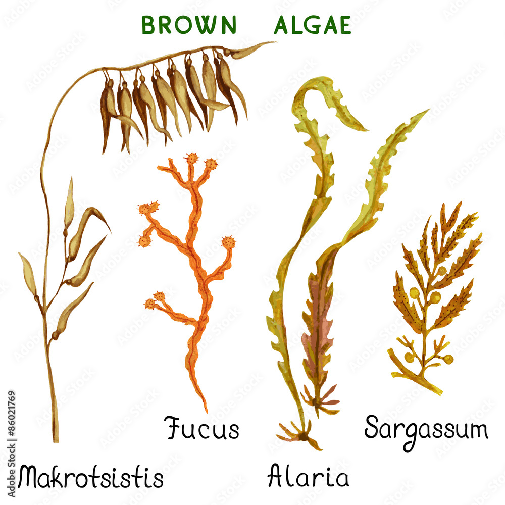 Brown Algae Labeled