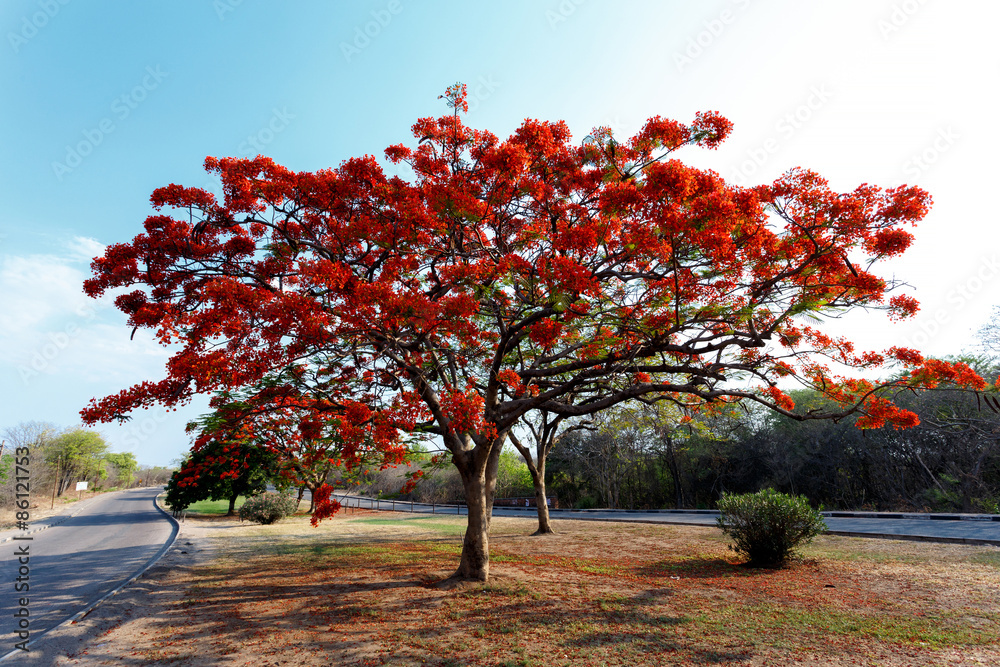 Delonix Regia (Flamboyant) tree with blue sky. Stock Photo | Adobe Stock