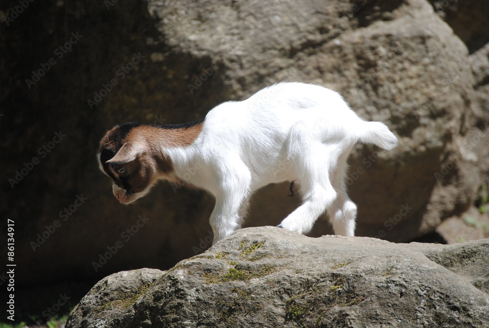 biquette Stock Photo | Adobe Stock