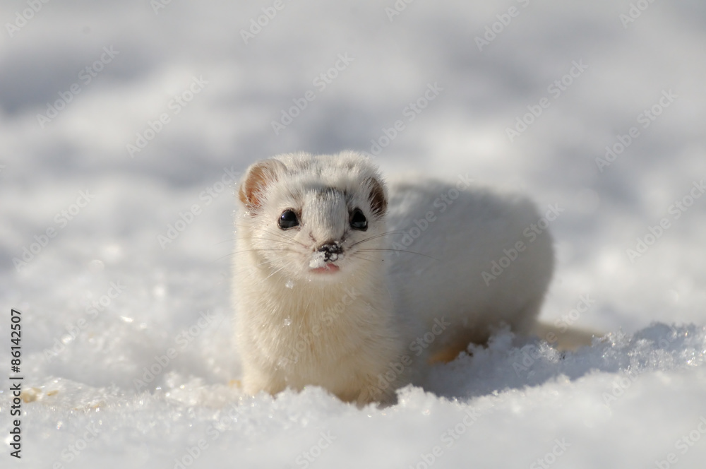 Frontal view of Least Weasel in snow Stock Photo | Adobe Stock