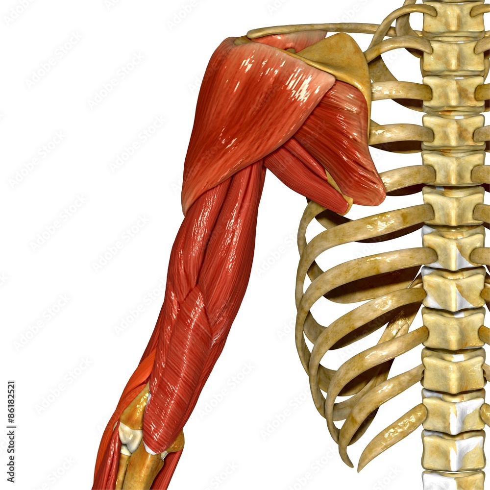 Shoulder Muscles Stock Illustration | Adobe Stock
