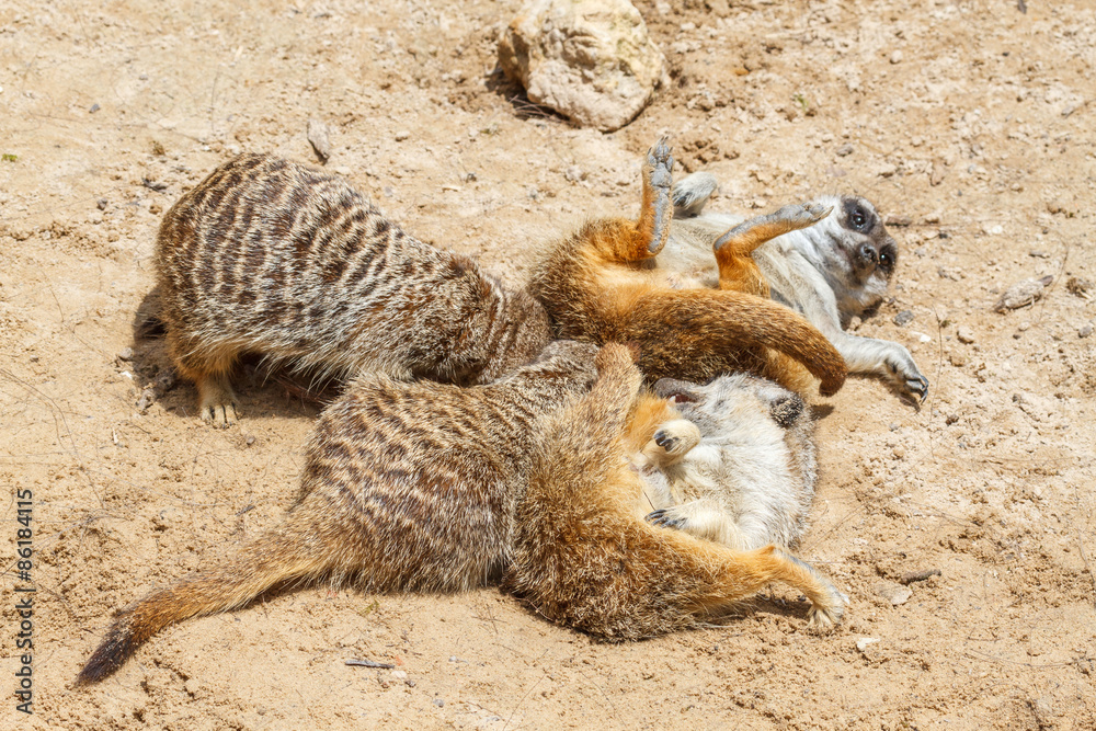 Suricatos jugando en la arena. Suricata suricatta. foto de Stock ...