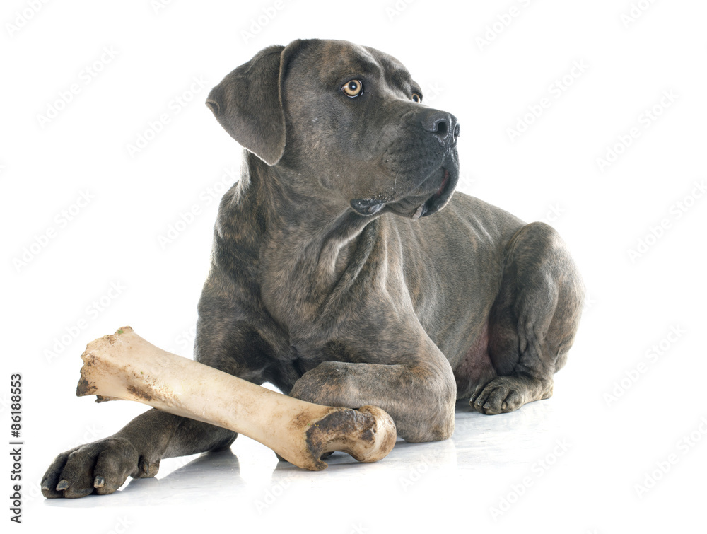 italian mastiff and bone Stock Photo | Adobe Stock