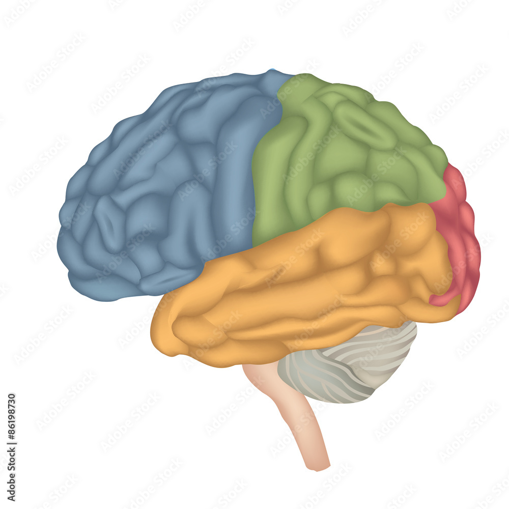 Brain anatomy. Human brain lateral view. Illustration isolated on white ...