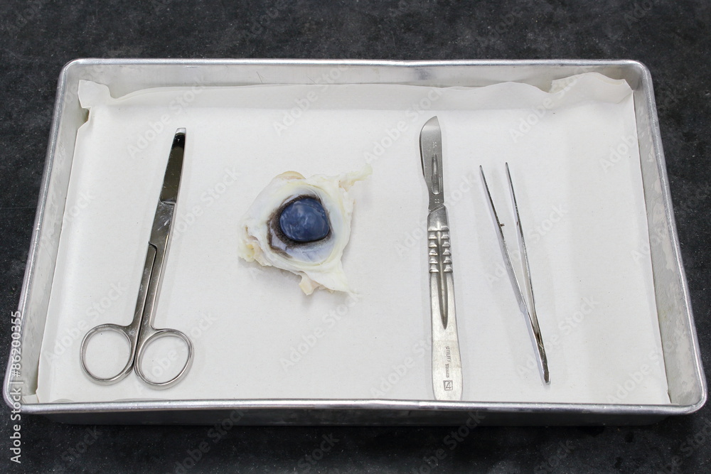 Cow Eye Dissection Stock Photo | Adobe Stock